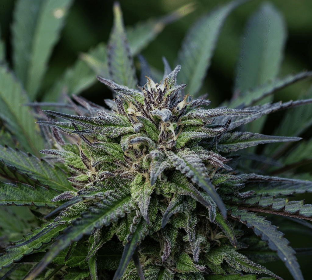 Tangie in the Sun Seeds | Feminized Photoperiod | SEEDNEST